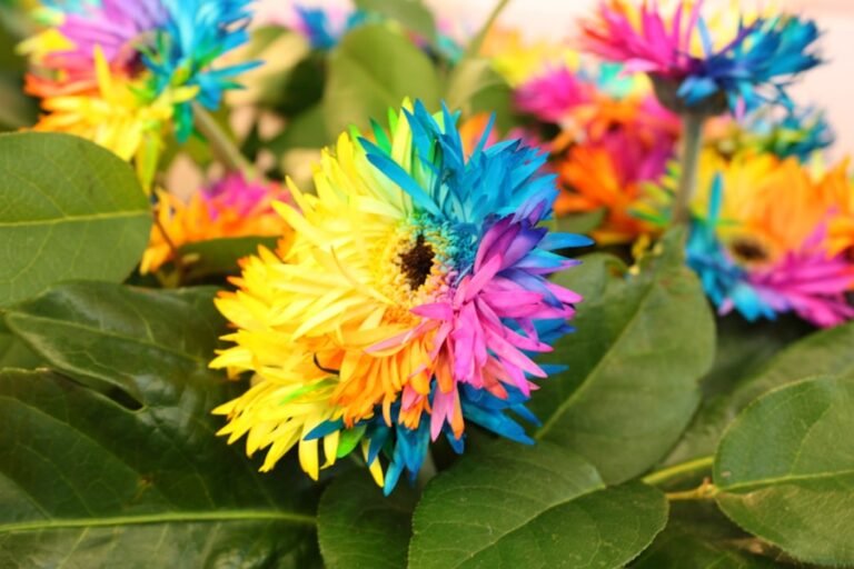 The Best Months to Grow Sunflowers in Australia: A Complete Guide for ...