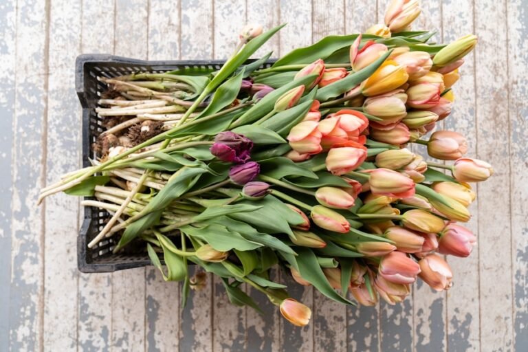Uncover the Symbolism of Australian Birth Flowers: A Month-by-Month ...