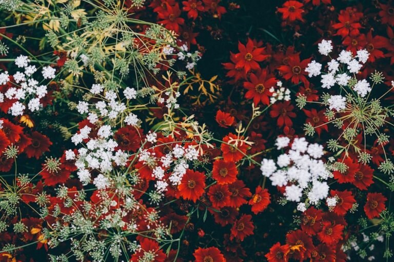 Uncover the Symbolism of Australian Birth Flowers: A Month-by-Month ...