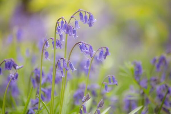 Floral Emblems: Exploring the Symbolism of Australian Native Flowers
